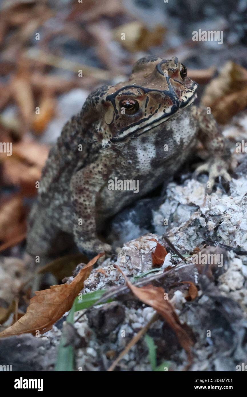 An Asian Common Toad comes out at twilight to feed Stock Photo - Alamy
