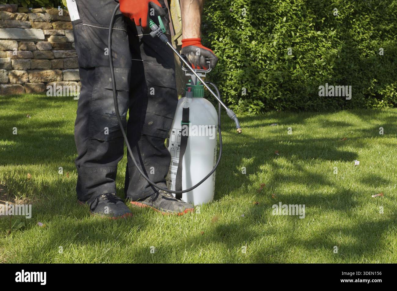 Spraying pesticide with portable sprayer to eradicate garden weeds in ...