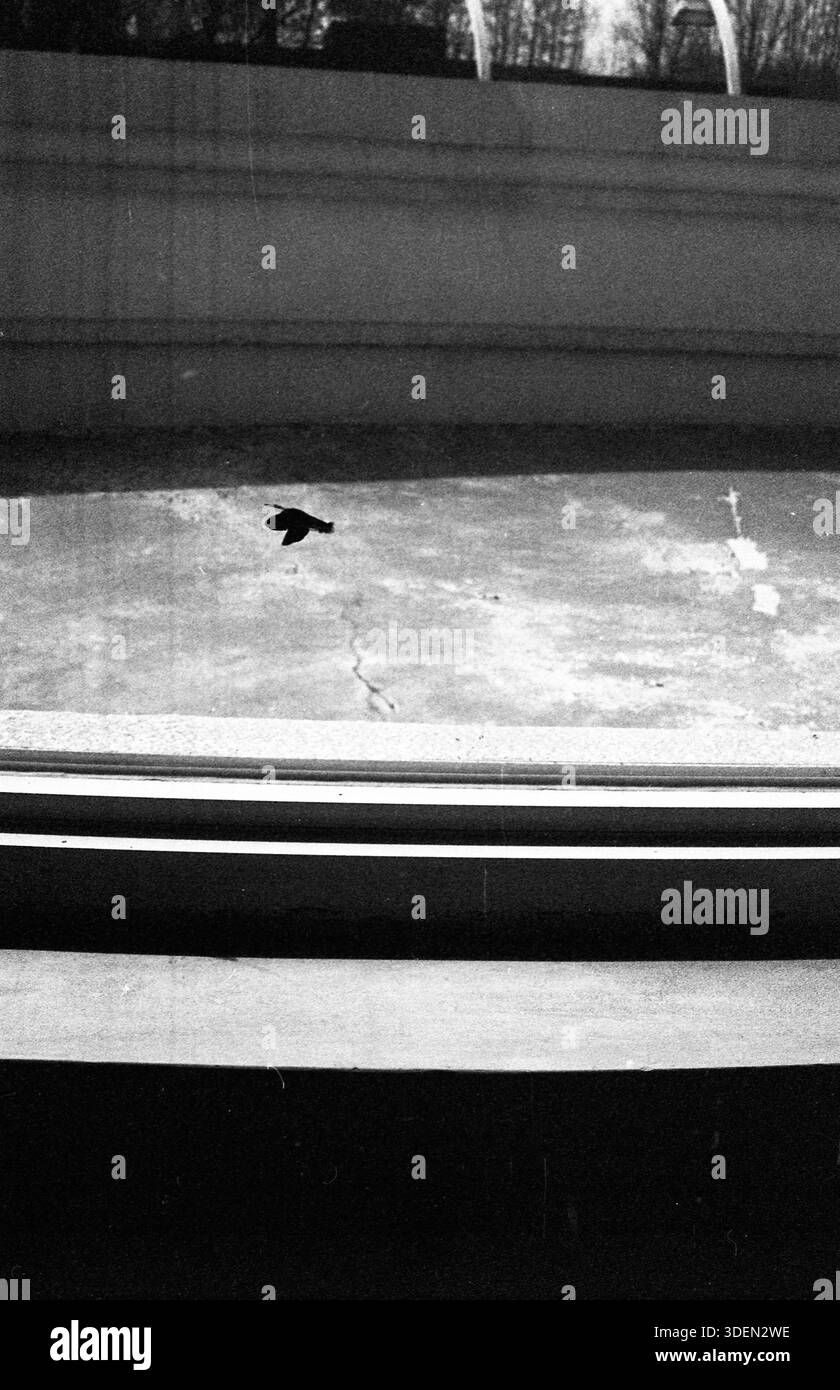 Detail tree bird Black and White Stock Photos & Images - Alamy