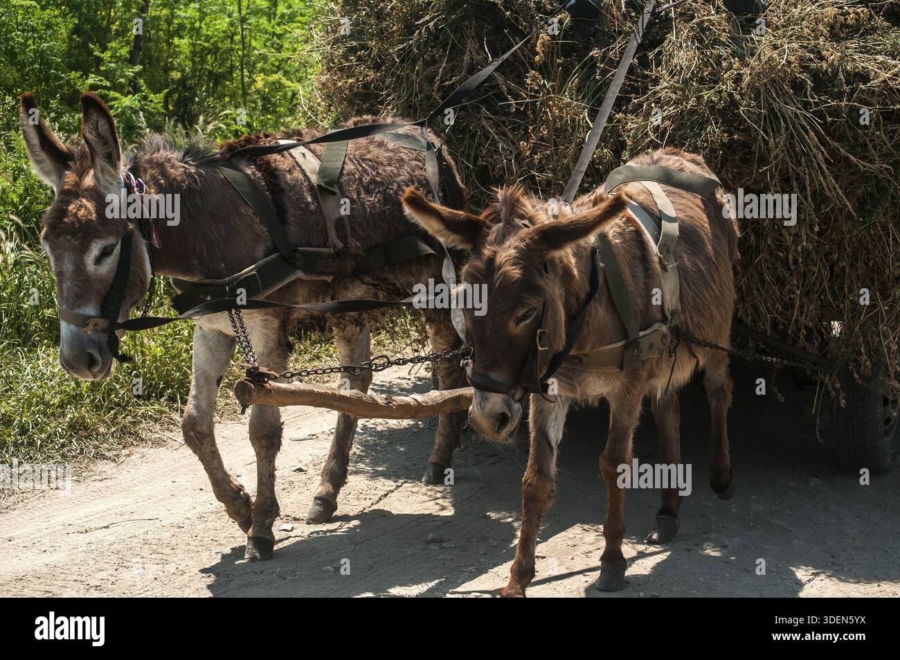 Donkeys pulling a cart loaded with hay Stock Photo - Alamy
