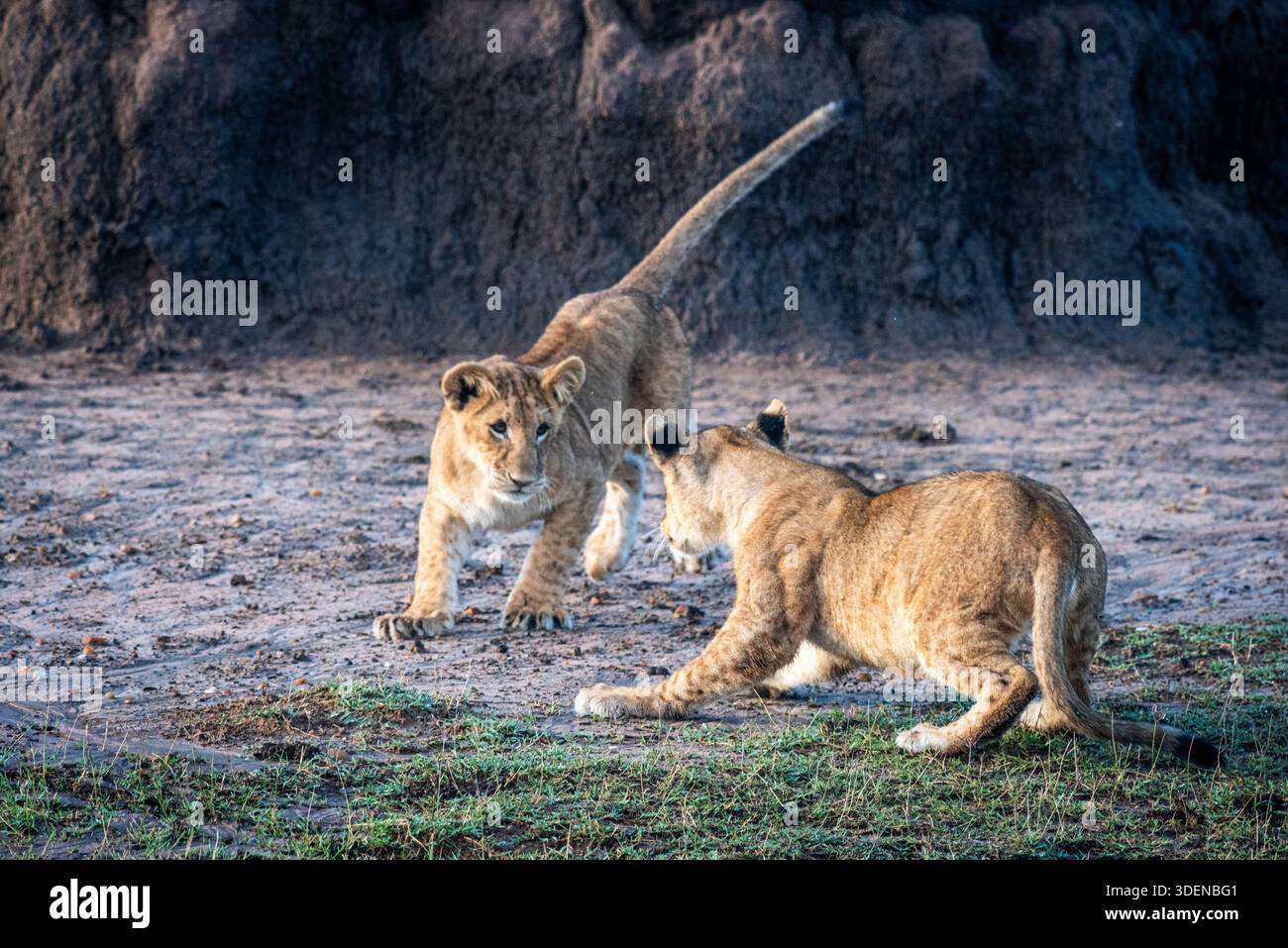 selection of wild lion images with cubs of a specific pride Stock Photo ...