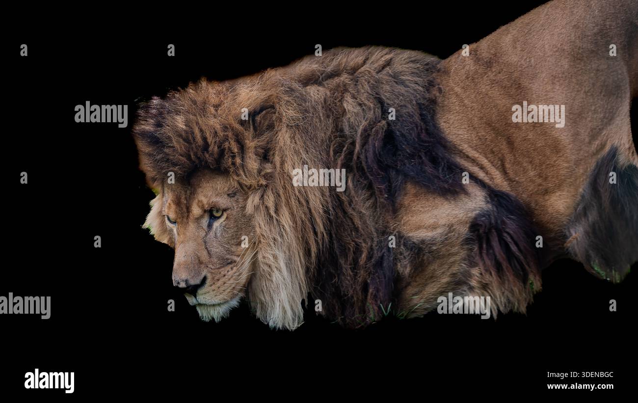 selection of wild lion images with cubs of a specific pride Stock Photo ...