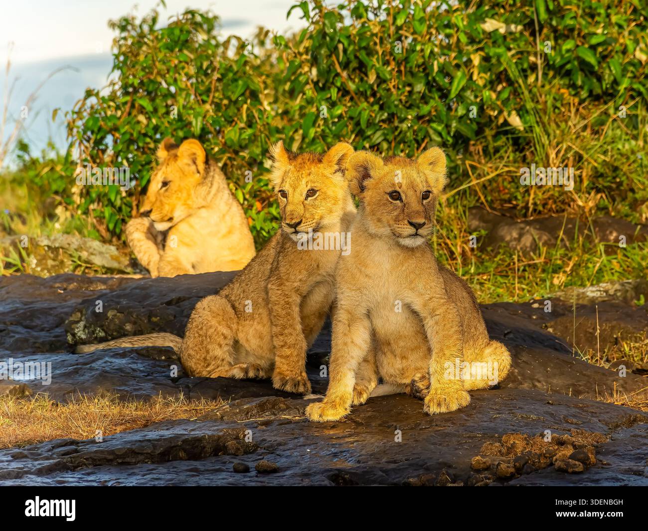 selection of wild lion images with cubs of a specific pride Stock Photo ...