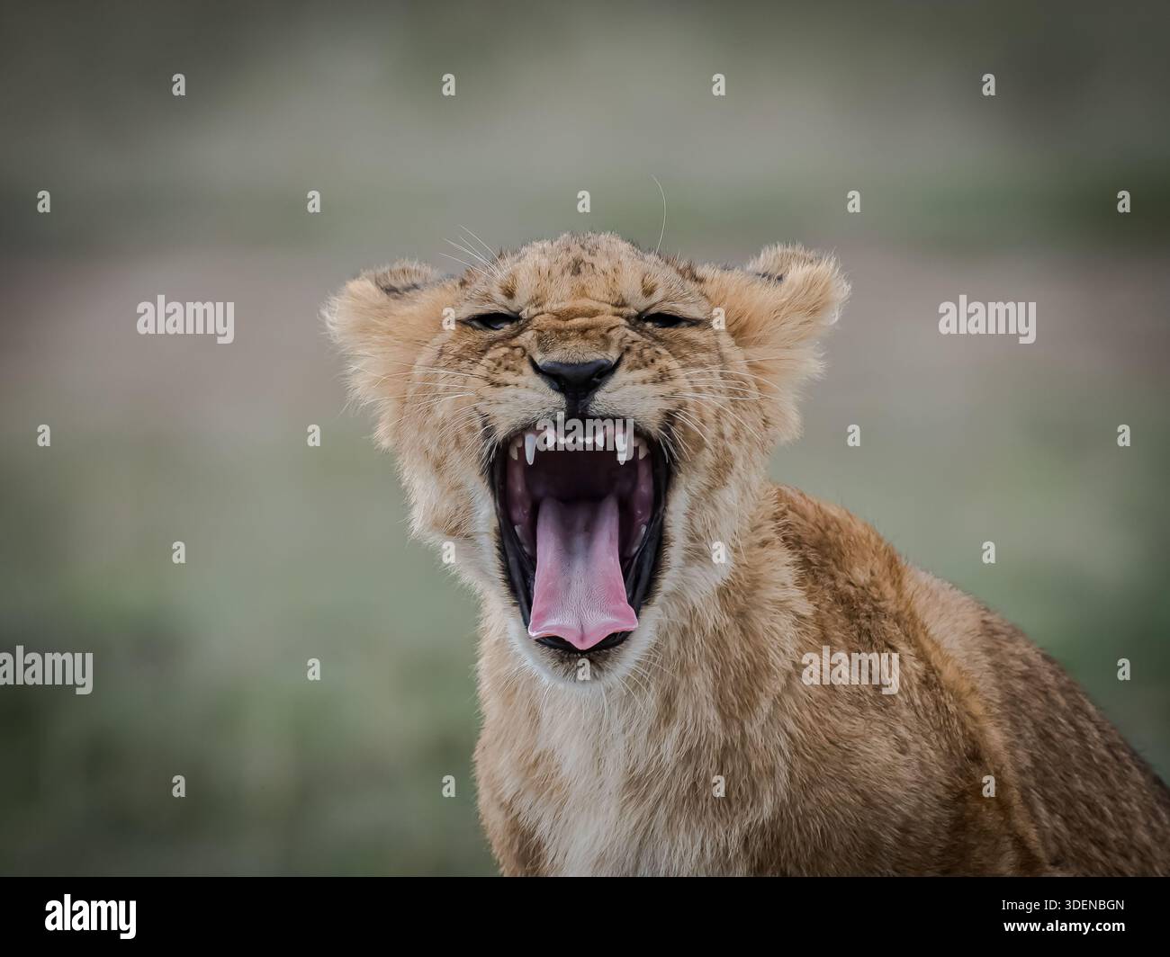 selection of wild lion images with cubs of a specific pride Stock Photo ...