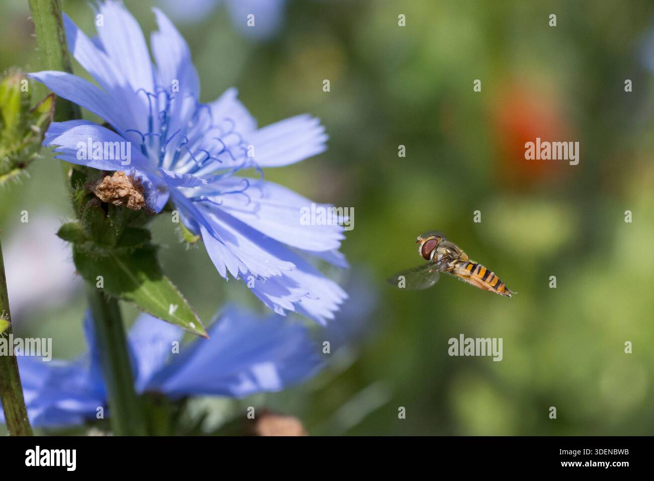 Hain-Schwebfliege, Gemeine Winterschwebfliege, Winter-Schwebfliege ...