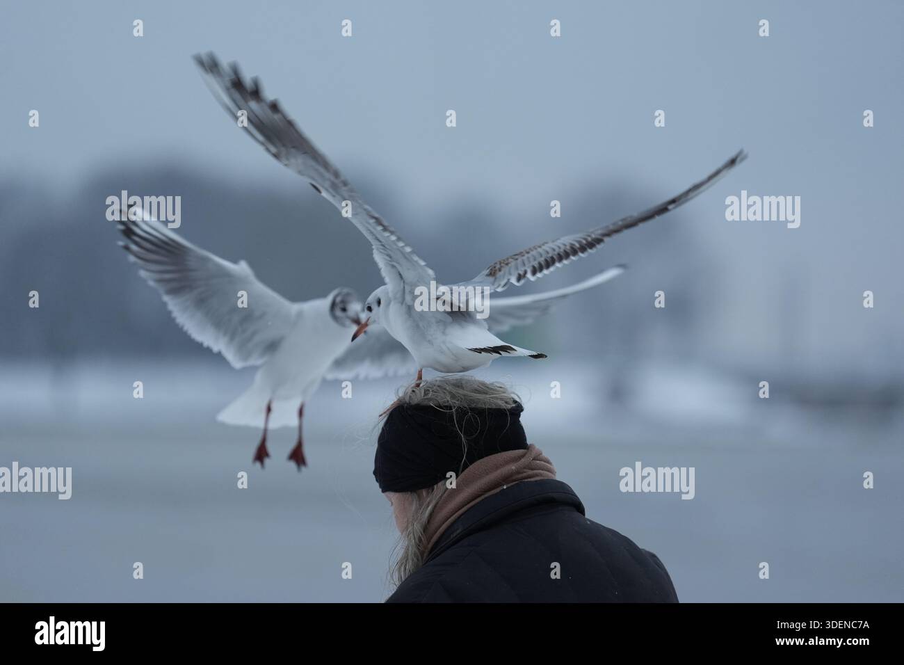 08 January 2026, Hamburg: A seagull sits on Elisabeth Libera's head ...
