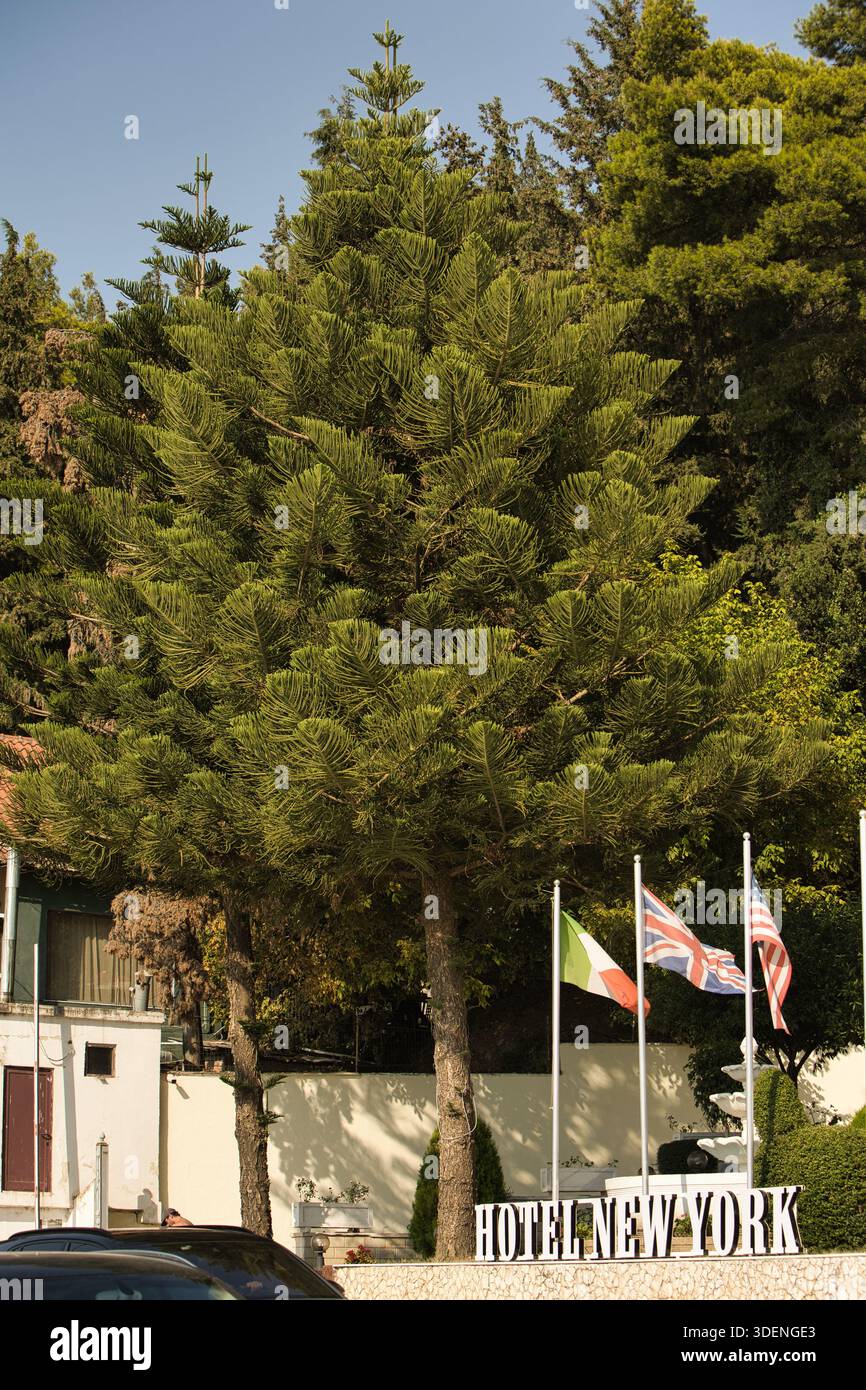Entrance of Hotel New York in Vlora, Albania, featuring tall evergreen ...