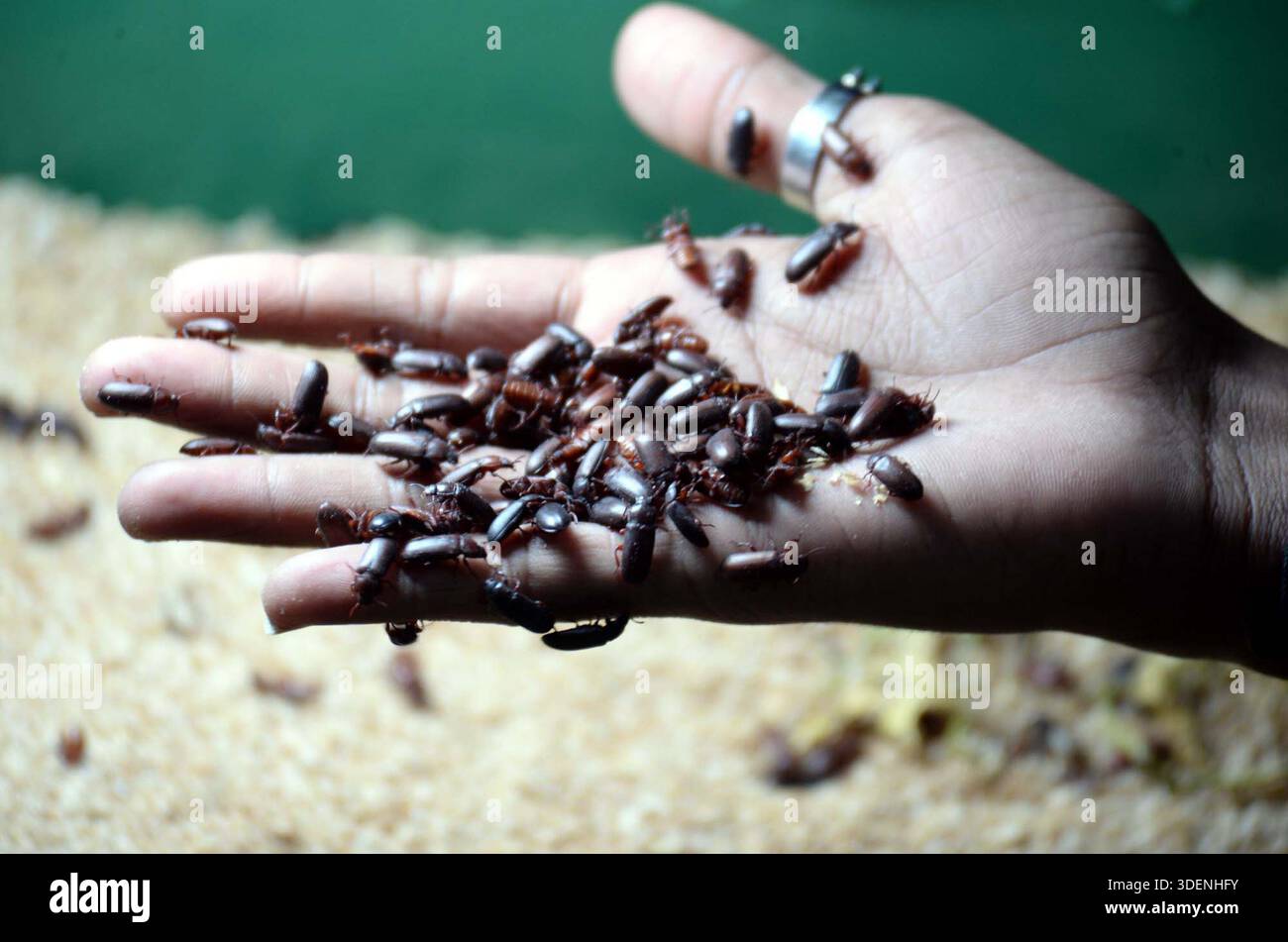 A man is showing the processing of mealworm farming, in Karachi on ...