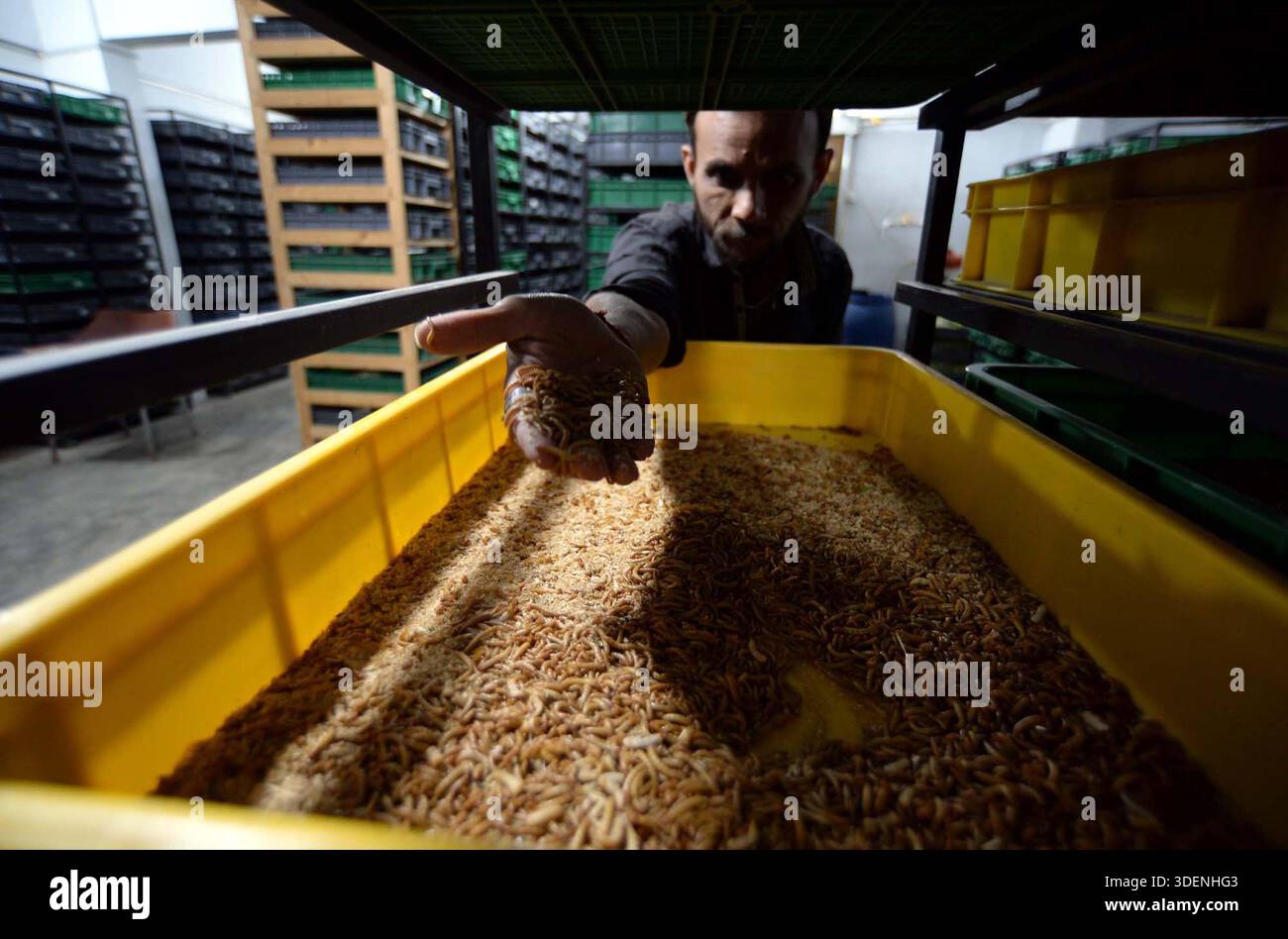 A man is showing the processing of mealworm farming, in Karachi on ...