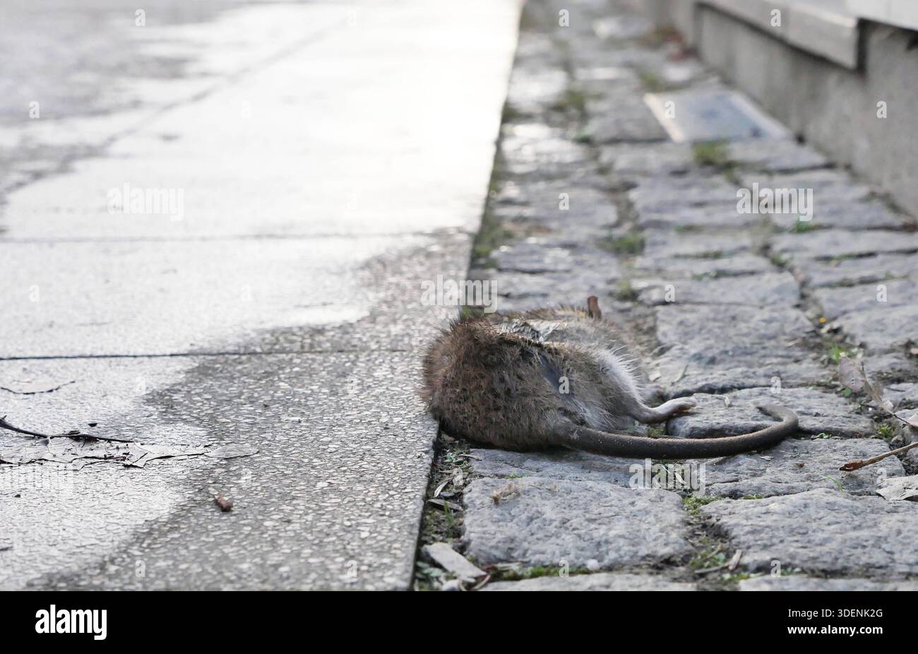 05.01.2026, Berlin - Deutschland. Tote Ratte auf einem Bürgersteig ...