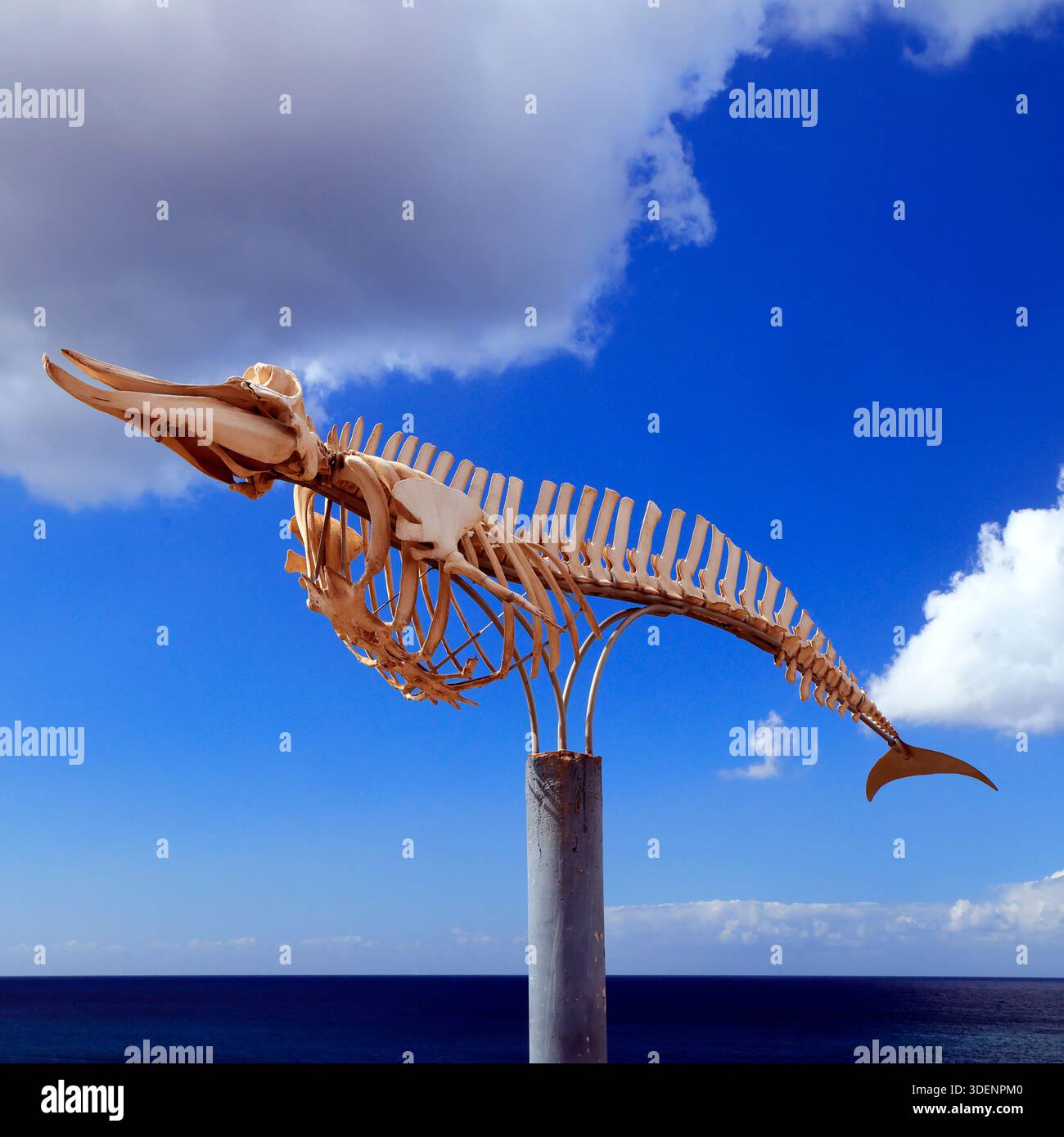 Complete preserved full skeleton bone bones hi-res stock photography ...