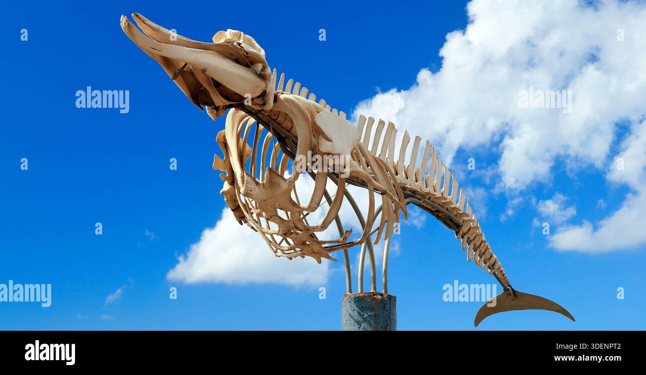 Complete preserved full skeleton bone bones hi-res stock photography ...