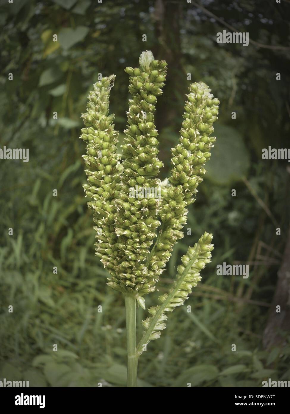 Finger millet farming hi-res stock photography and images - Alamy
