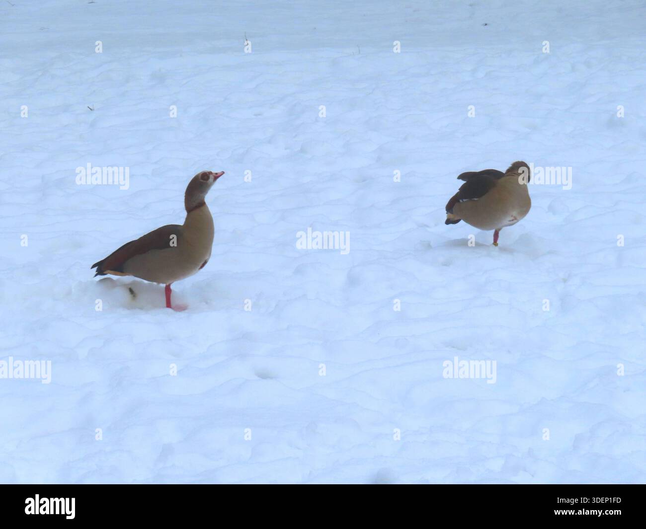 Gaense sind weltweit bekannt fuer ihre Wachsamkeit - so auch diese ...