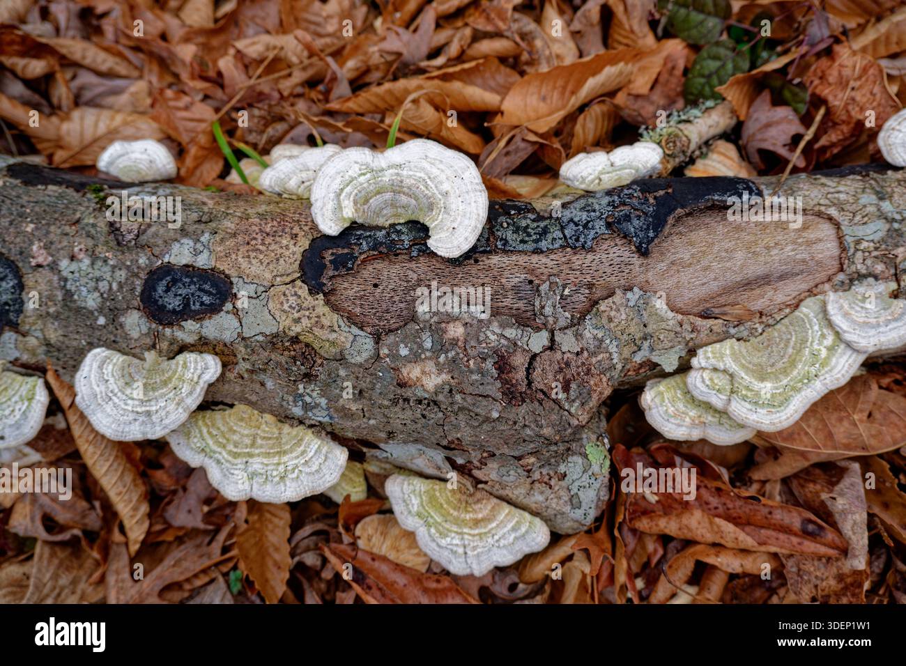 Fallen tree log partially burnt decaying laying on a pile of leaves on ...