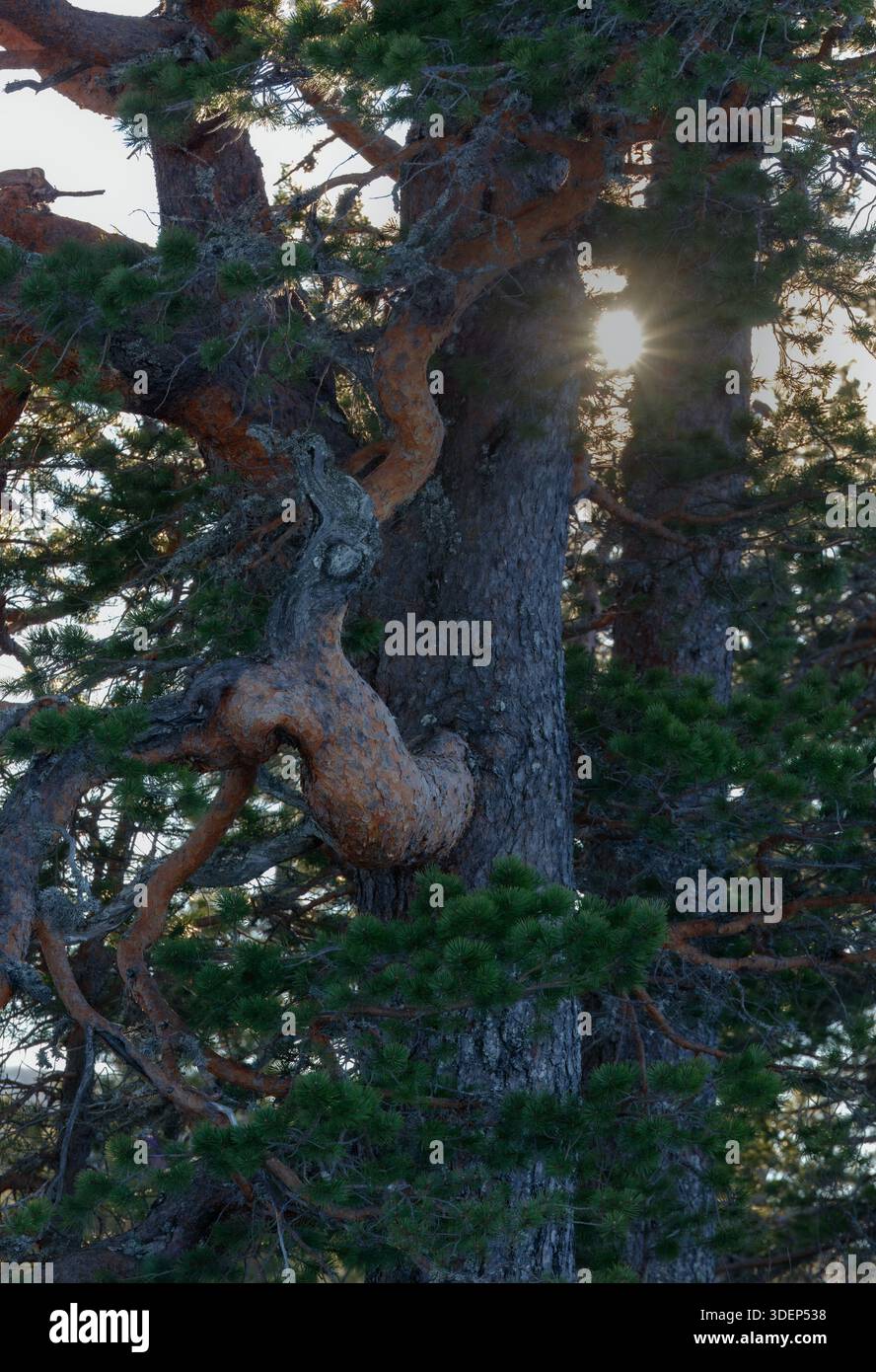 Beautiful forest landscape sunbeams hi-res stock photography and images ...