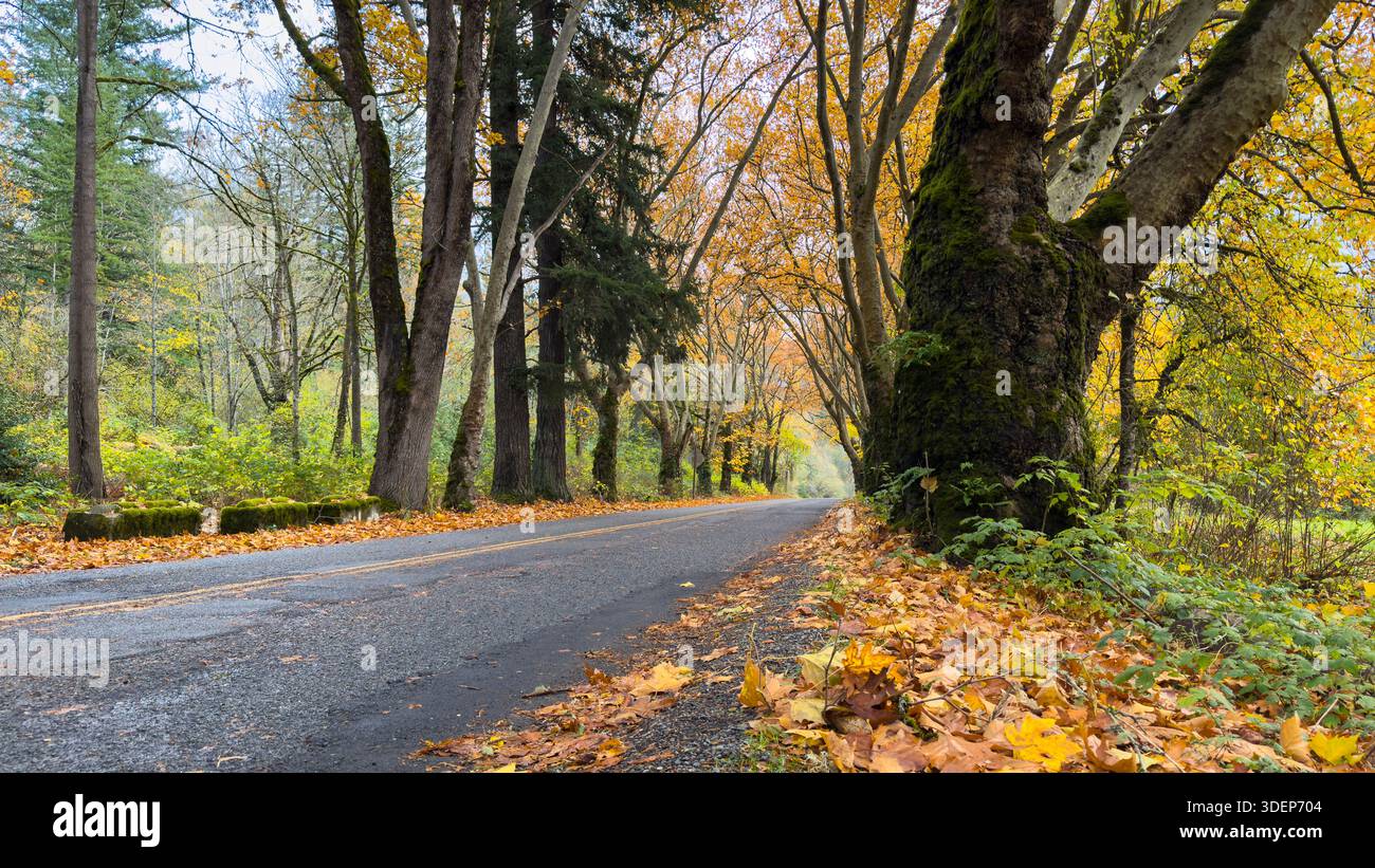 Sycamore trees line rural hi-res stock photography and images - Alamy
