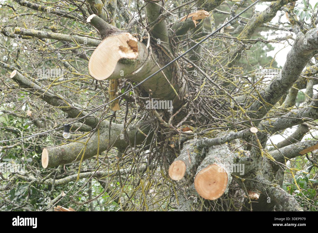 Dublin, Ireland - 31st December 2025: Freshly cut tree stumps of tree ...