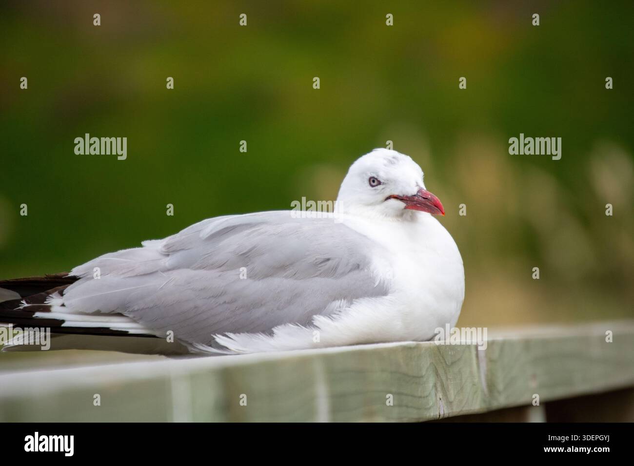 Close up view railing blurred hi-res stock photography and images - Alamy