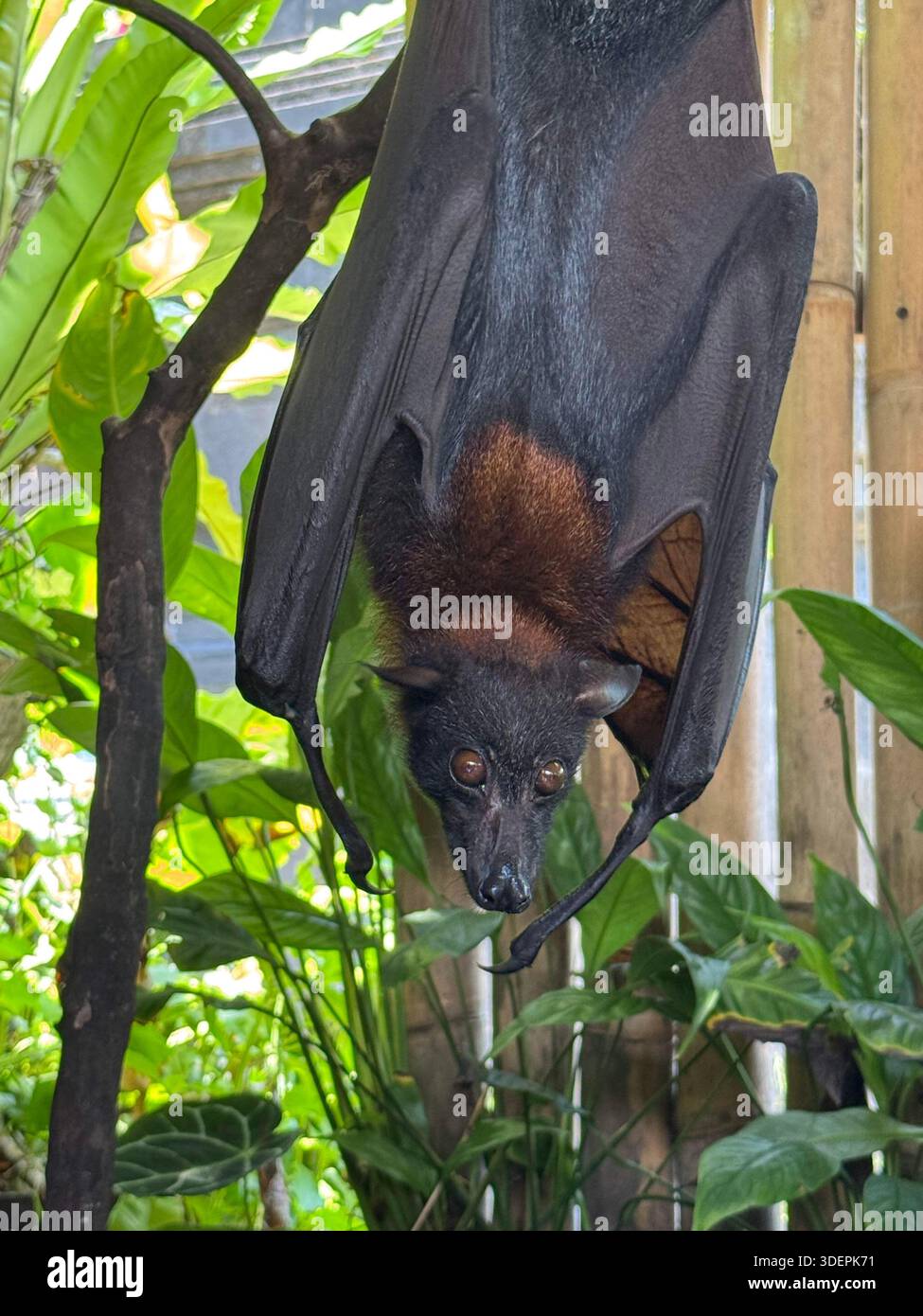 Bat in southeast asia hi-res stock photography and images - Alamy