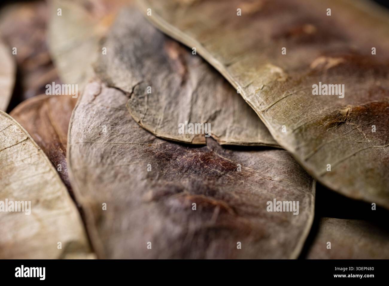 Dried Organic Senna Pods For Natural Herbal Laxative Tea Preparation ...