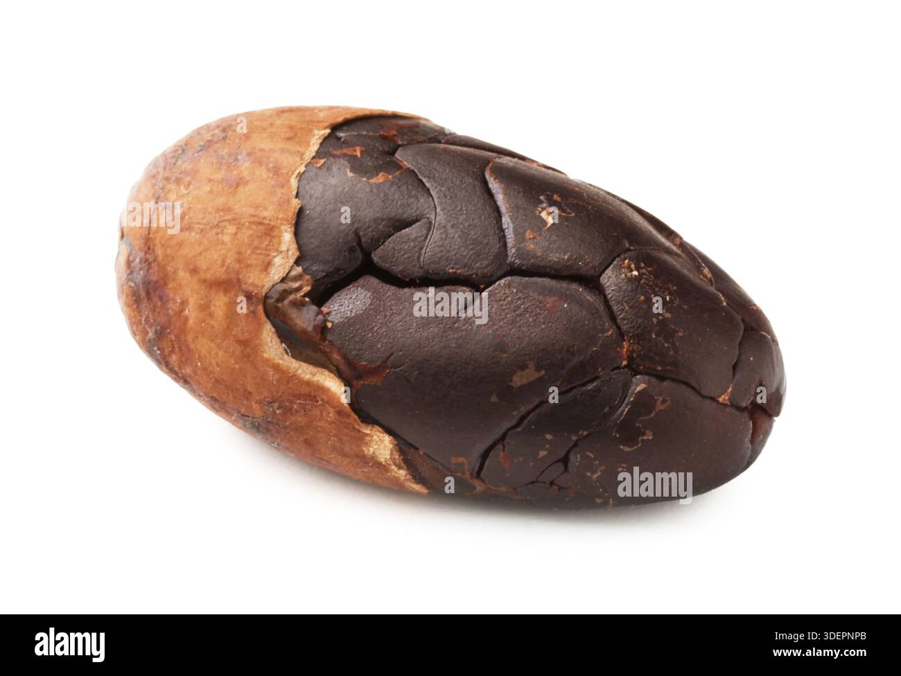 One natural cocoa bean Cut Out Stock Images & Pictures - Alamy
