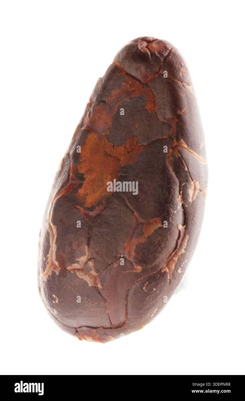 One natural cocoa bean Cut Out Stock Images & Pictures - Alamy