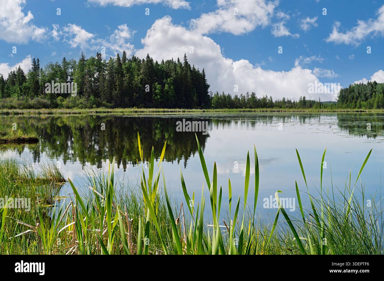 Beautiful marsh wetland landscape hi-res stock photography and images ...