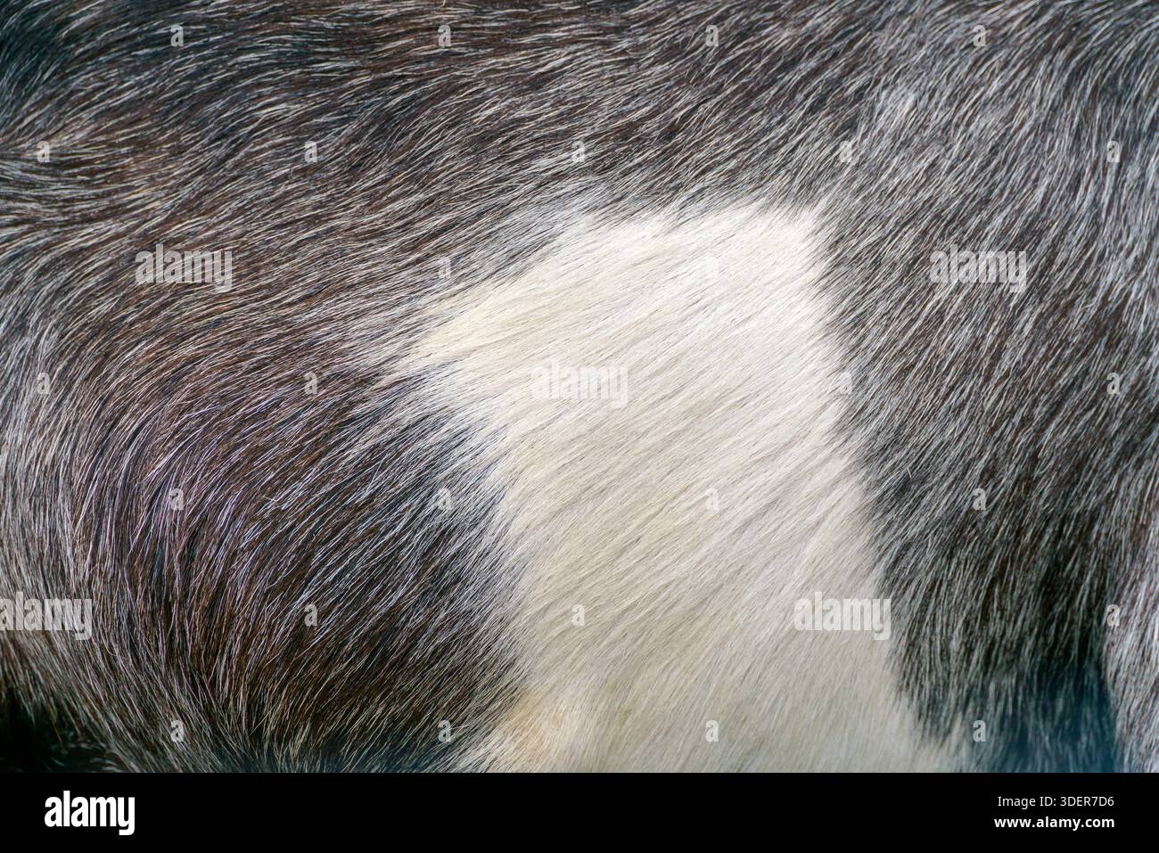 The texture of the wool of a goat. White animal skin Stock Photo - Alamy