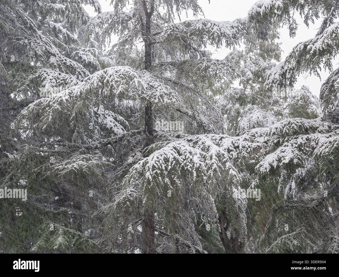 Firs covered snow winter hi-res stock photography and images - Alamy