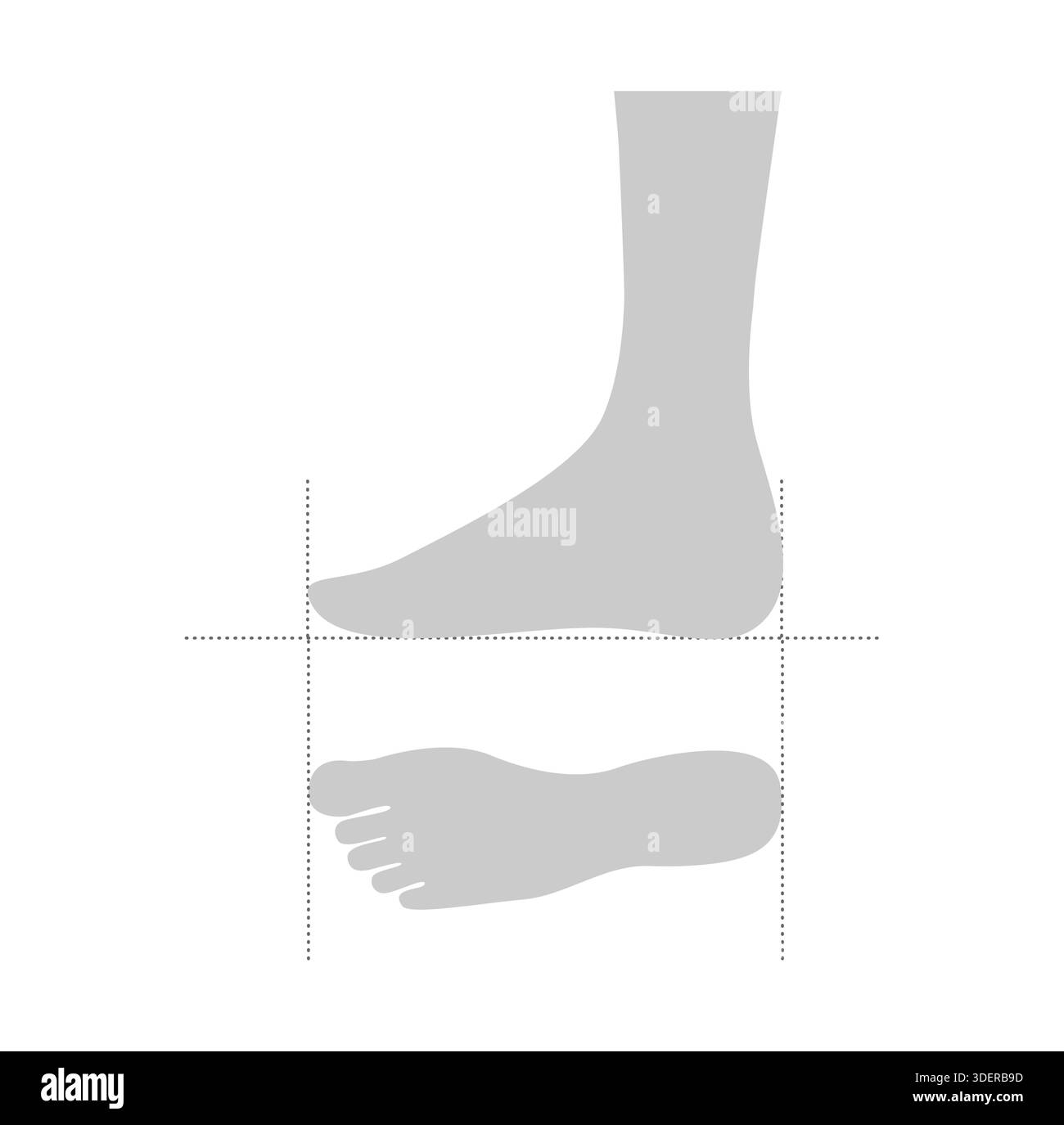 Shoe sizing measurement guide flat. Calf circumference, ankle ball ...