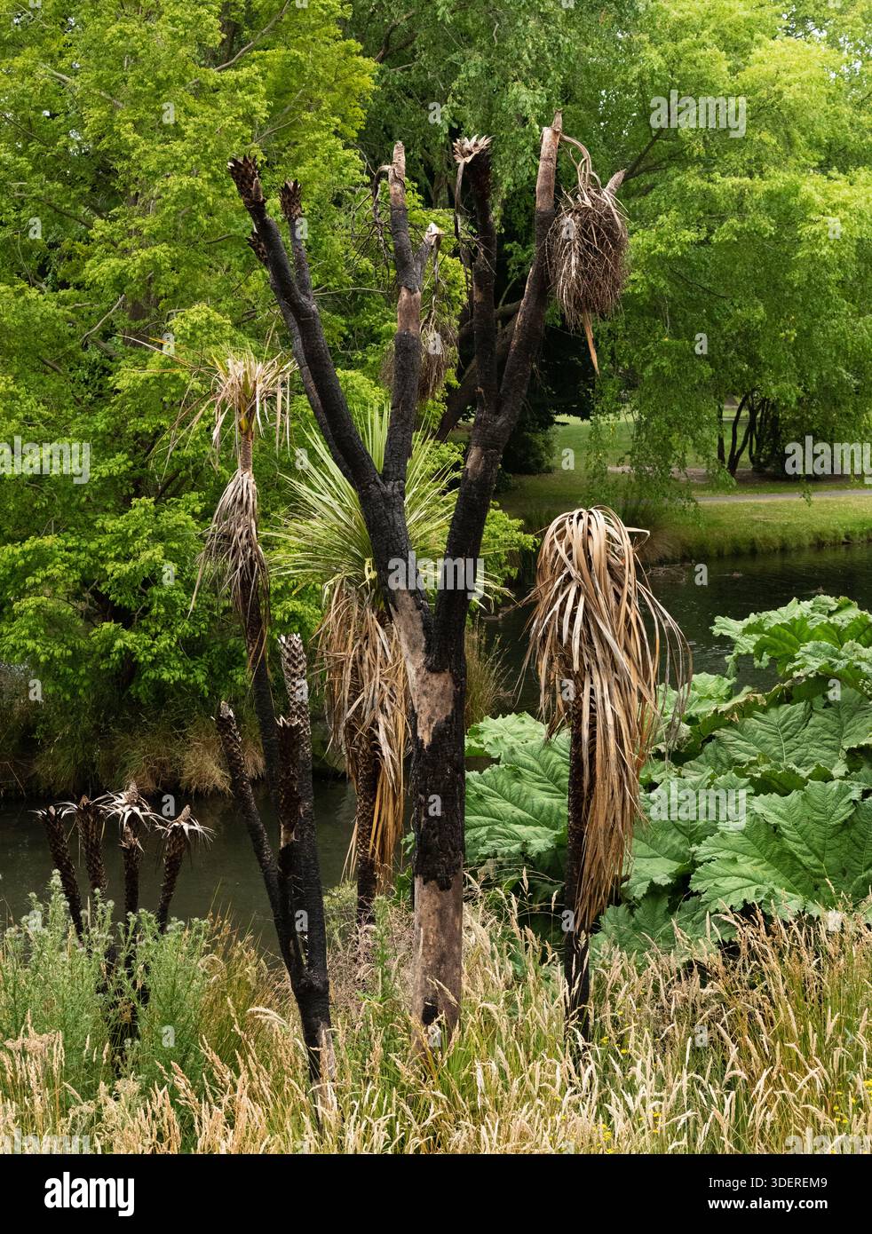 Blackened bark of New Zealand cabbage trees indicating possible Sudden ...