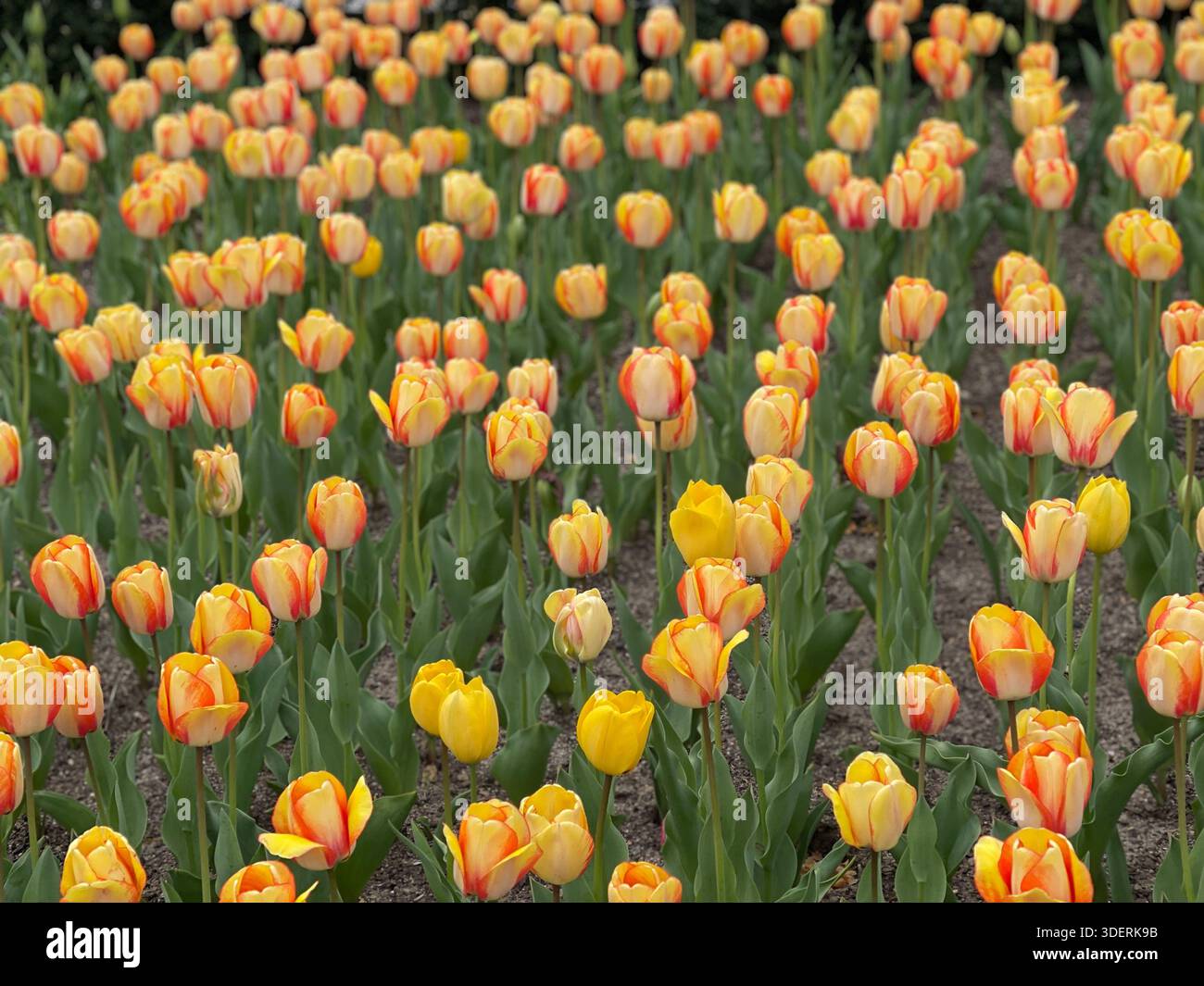 Colorful tulips in full bloom, bringing a burst of spring to Central ...