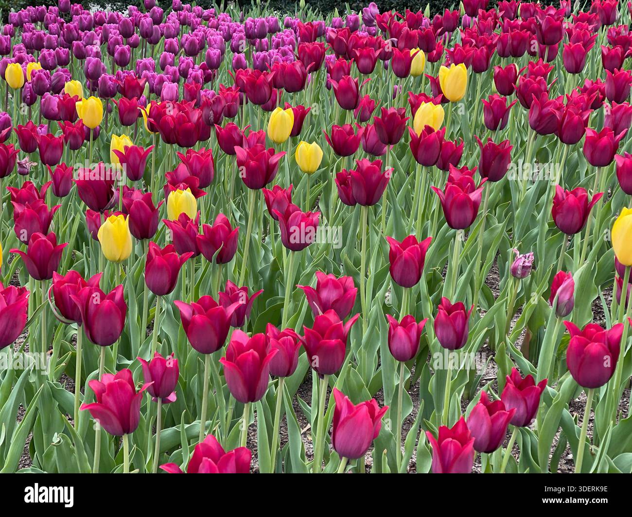 Colorful tulips in full bloom, bringing a burst of spring to Central ...