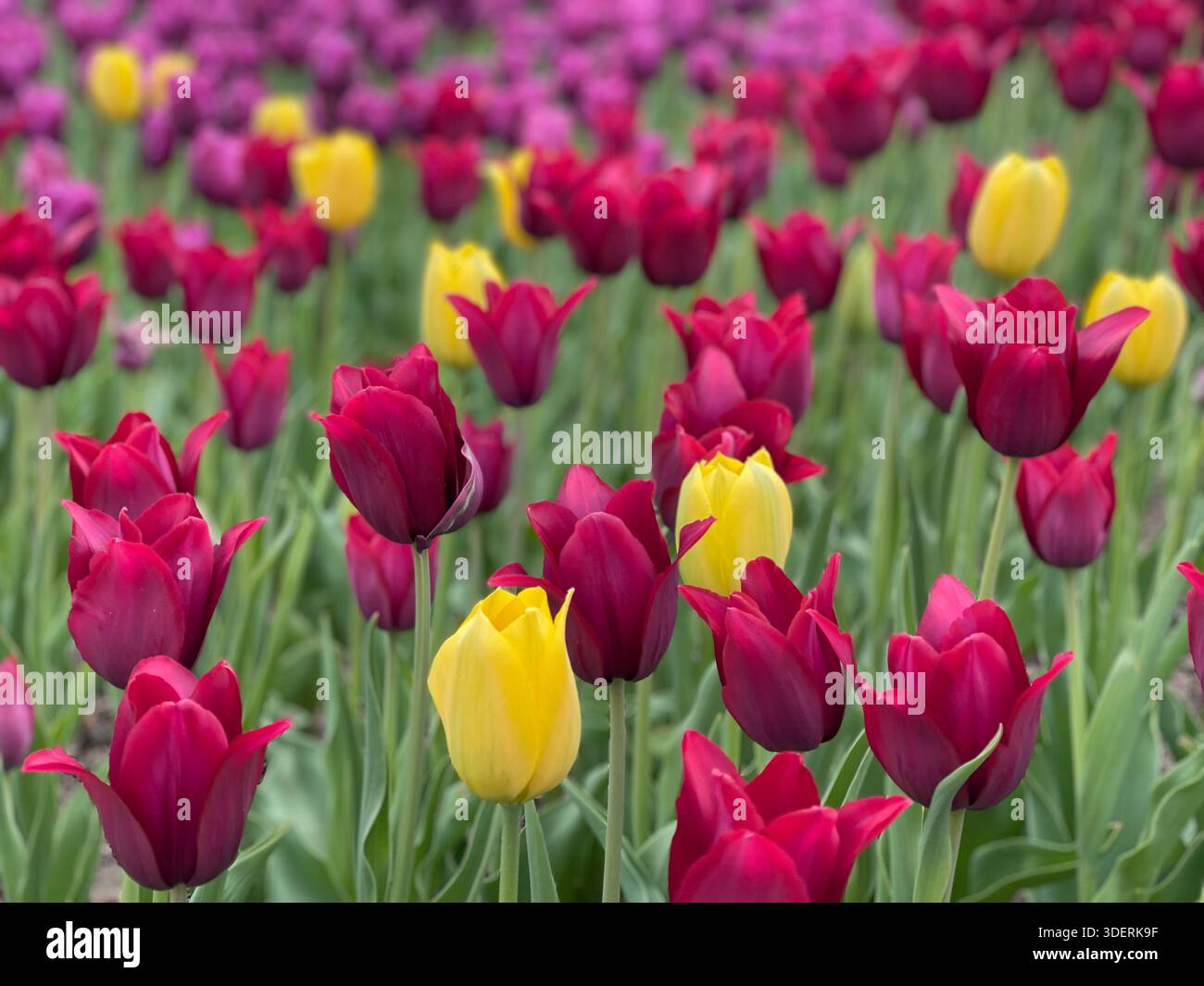 Colorful tulips in full bloom, bringing a burst of spring to Central ...