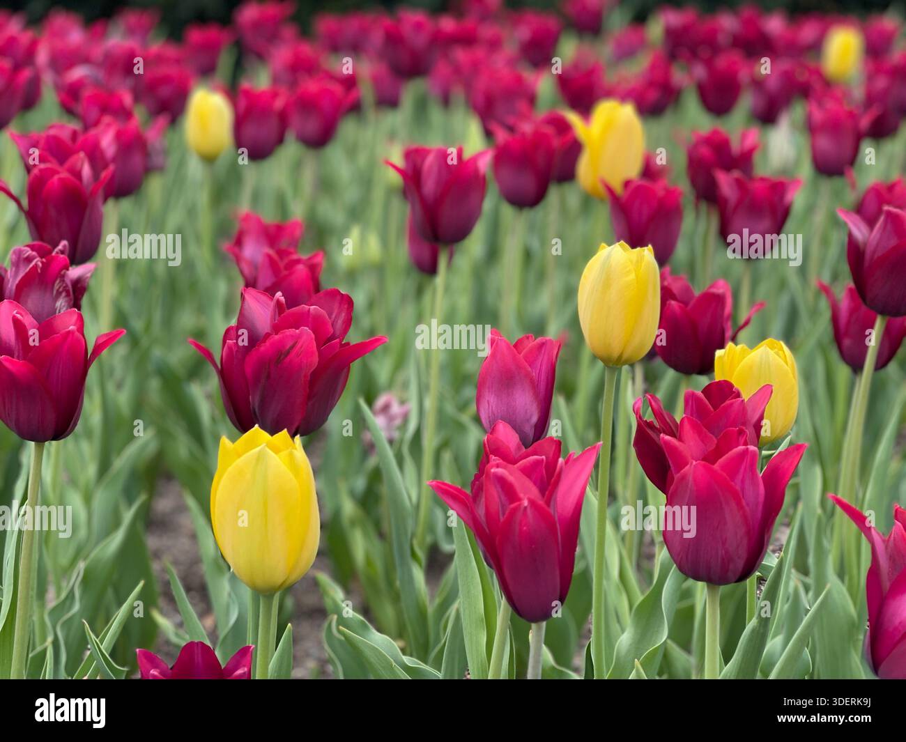 Colorful tulips in full bloom, bringing a burst of spring to Central ...