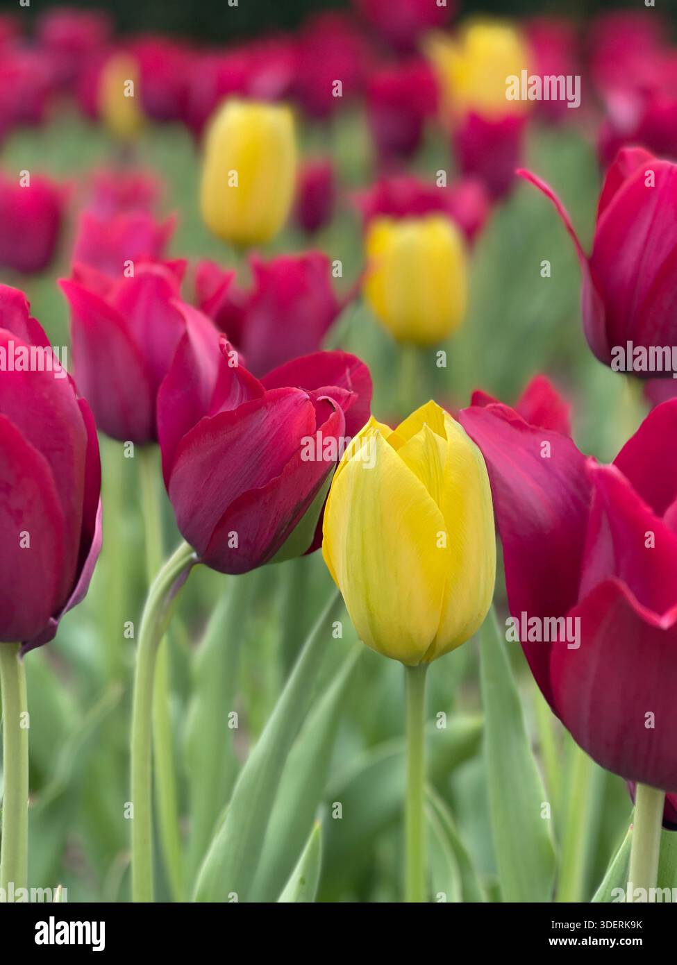 Colorful tulips in full bloom, bringing a burst of spring to Central ...