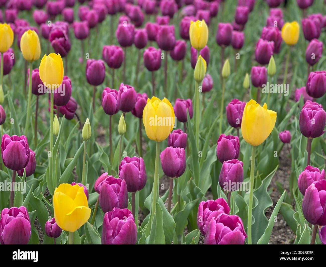 Colorful tulips in full bloom, bringing a burst of spring to Central ...