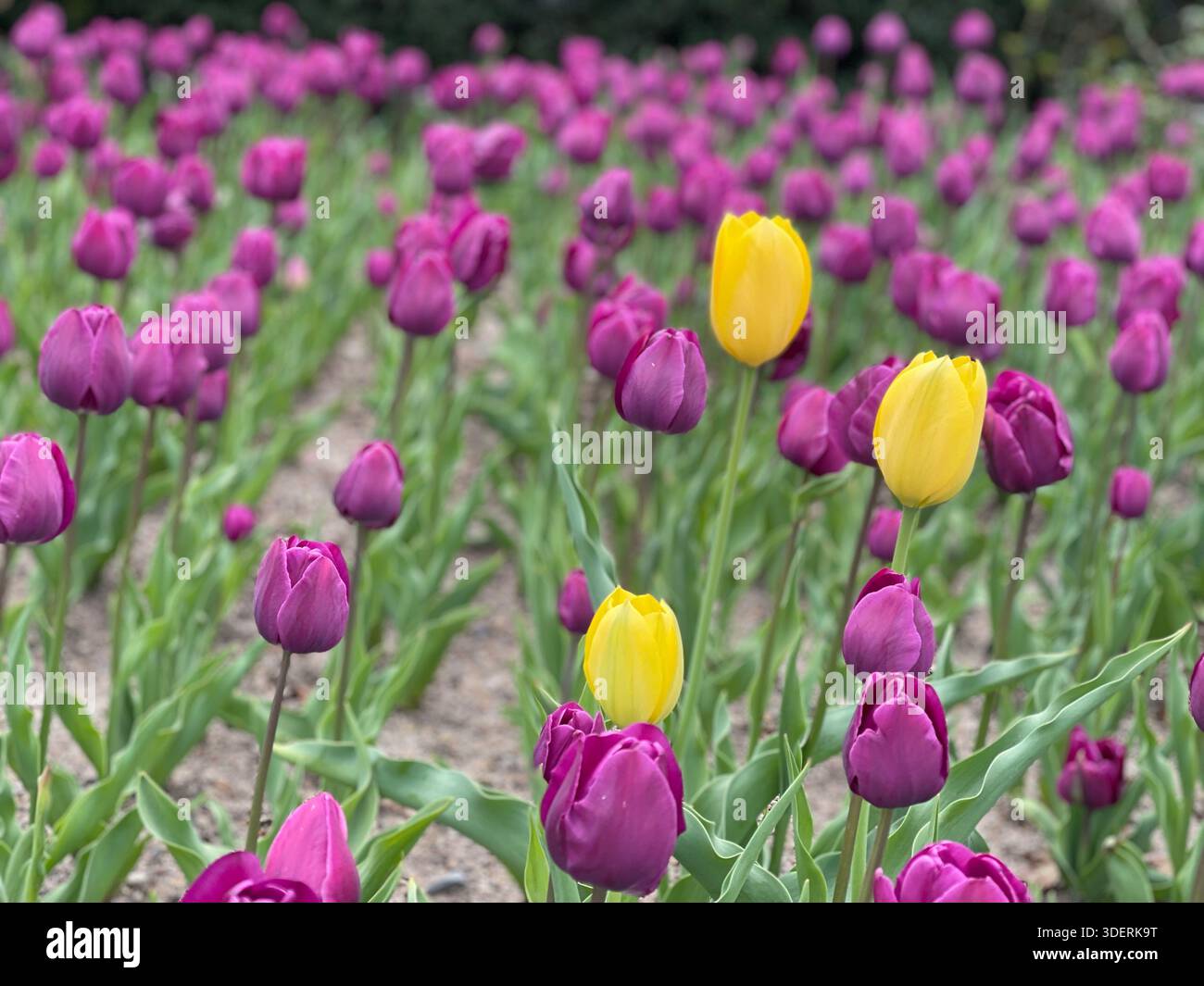 Colorful tulips in full bloom, bringing a burst of spring to Central ...