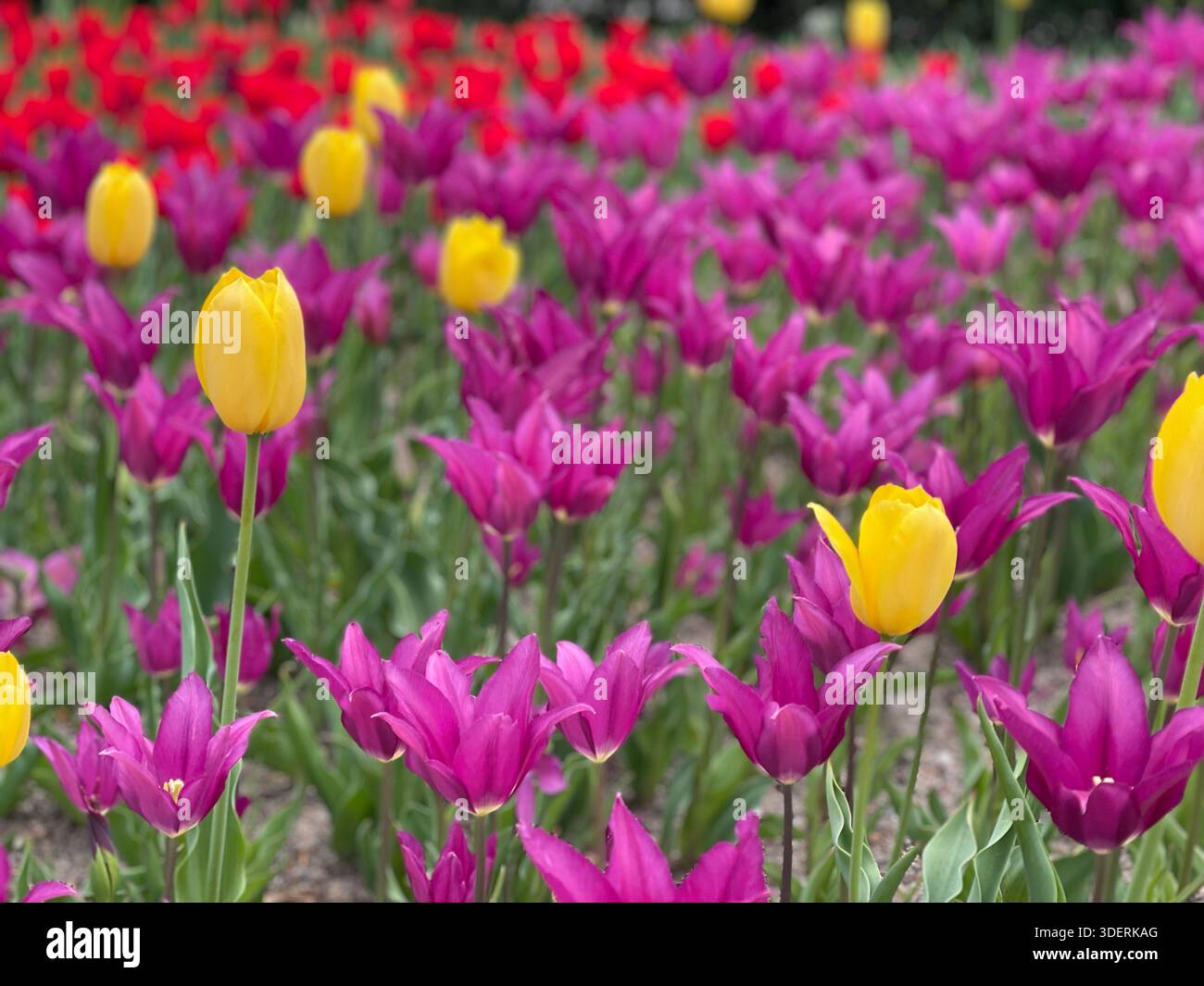 Colorful tulips in full bloom, bringing a burst of spring to Central ...