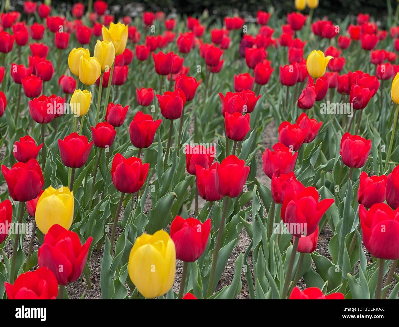 Colorful tulips in full bloom, bringing a burst of spring to Central ...