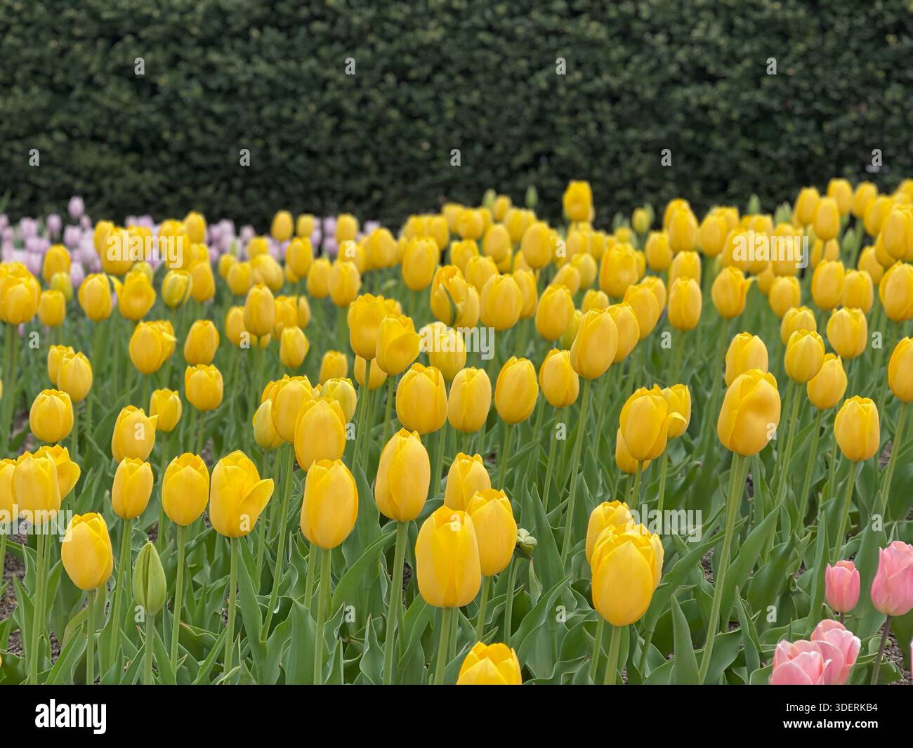 Colorful tulips in full bloom, bringing a burst of spring to Central ...