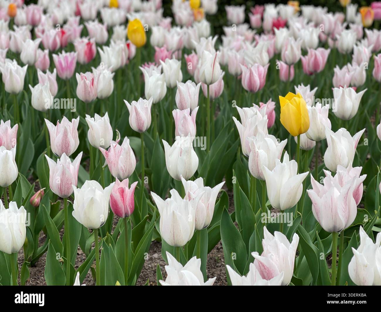 Colorful tulips in full bloom, bringing a burst of spring to Central ...
