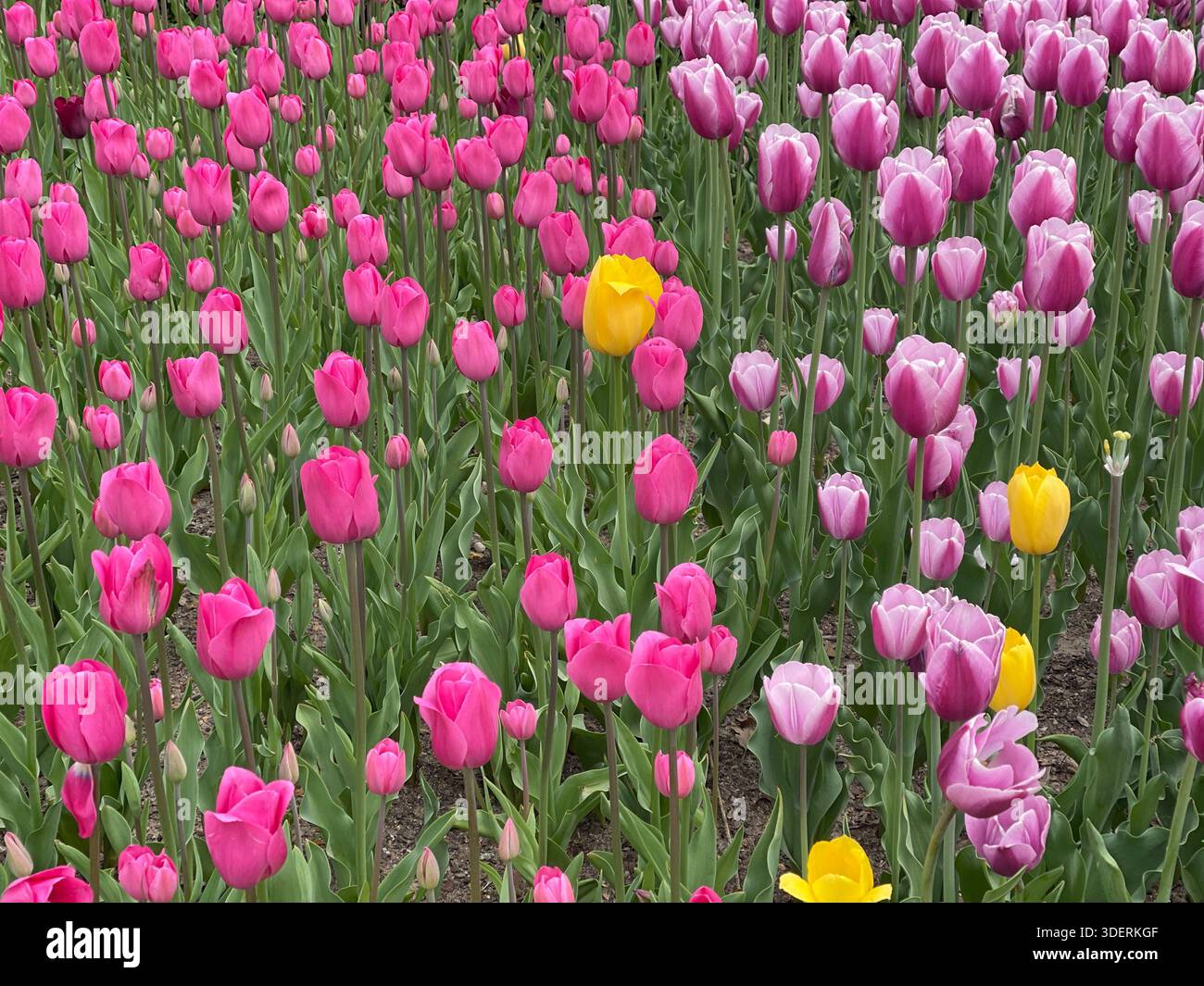 Colorful tulips in full bloom, bringing a burst of spring to Central ...