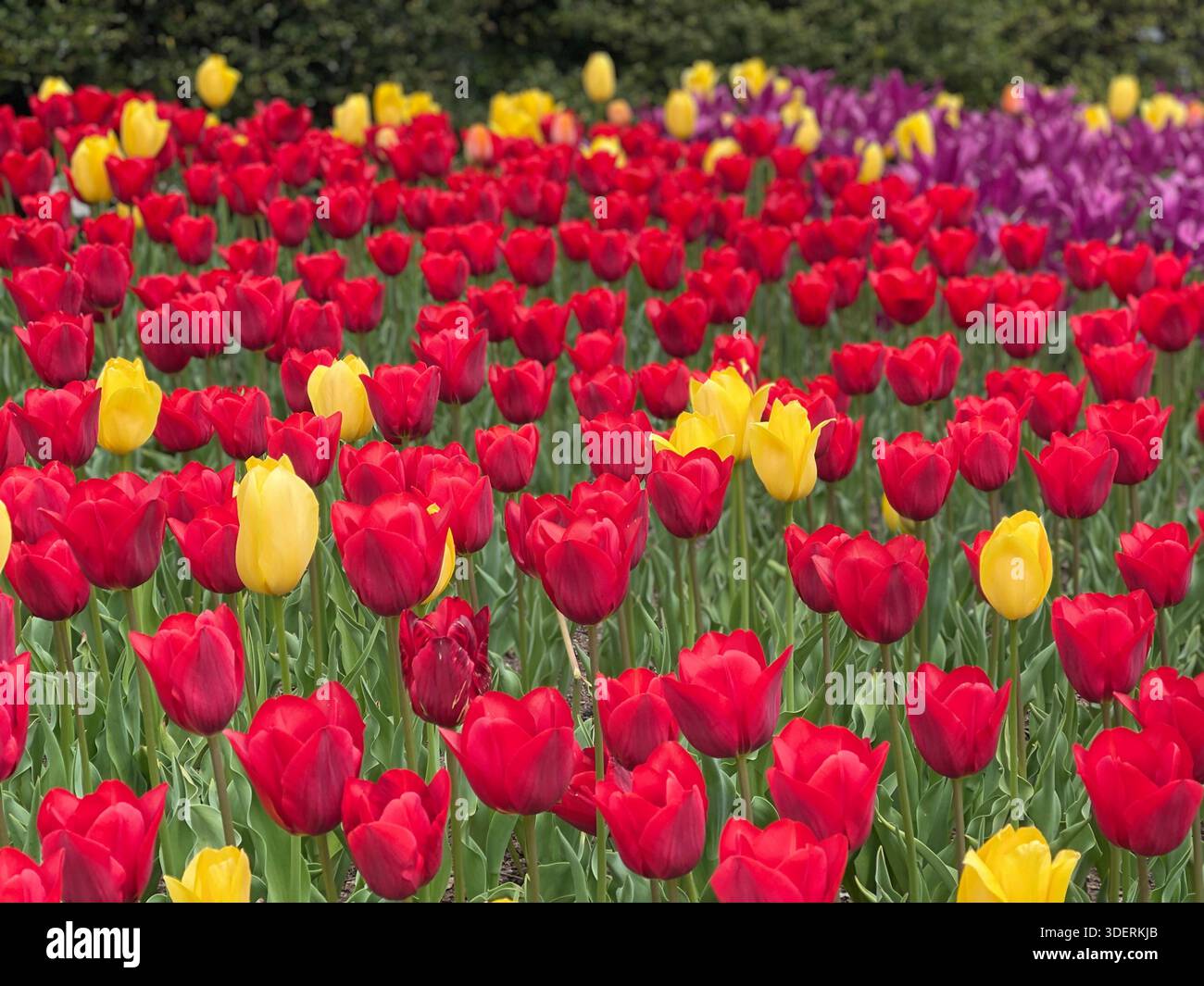 Colorful tulips in full bloom, bringing a burst of spring to Central ...