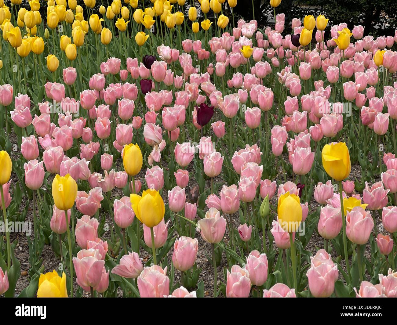 Colorful tulips in full bloom, bringing a burst of spring to Central ...