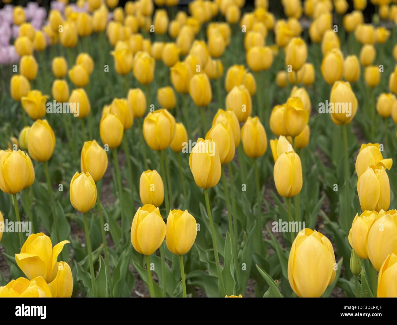 Colorful tulips in full bloom, bringing a burst of spring to Central ...