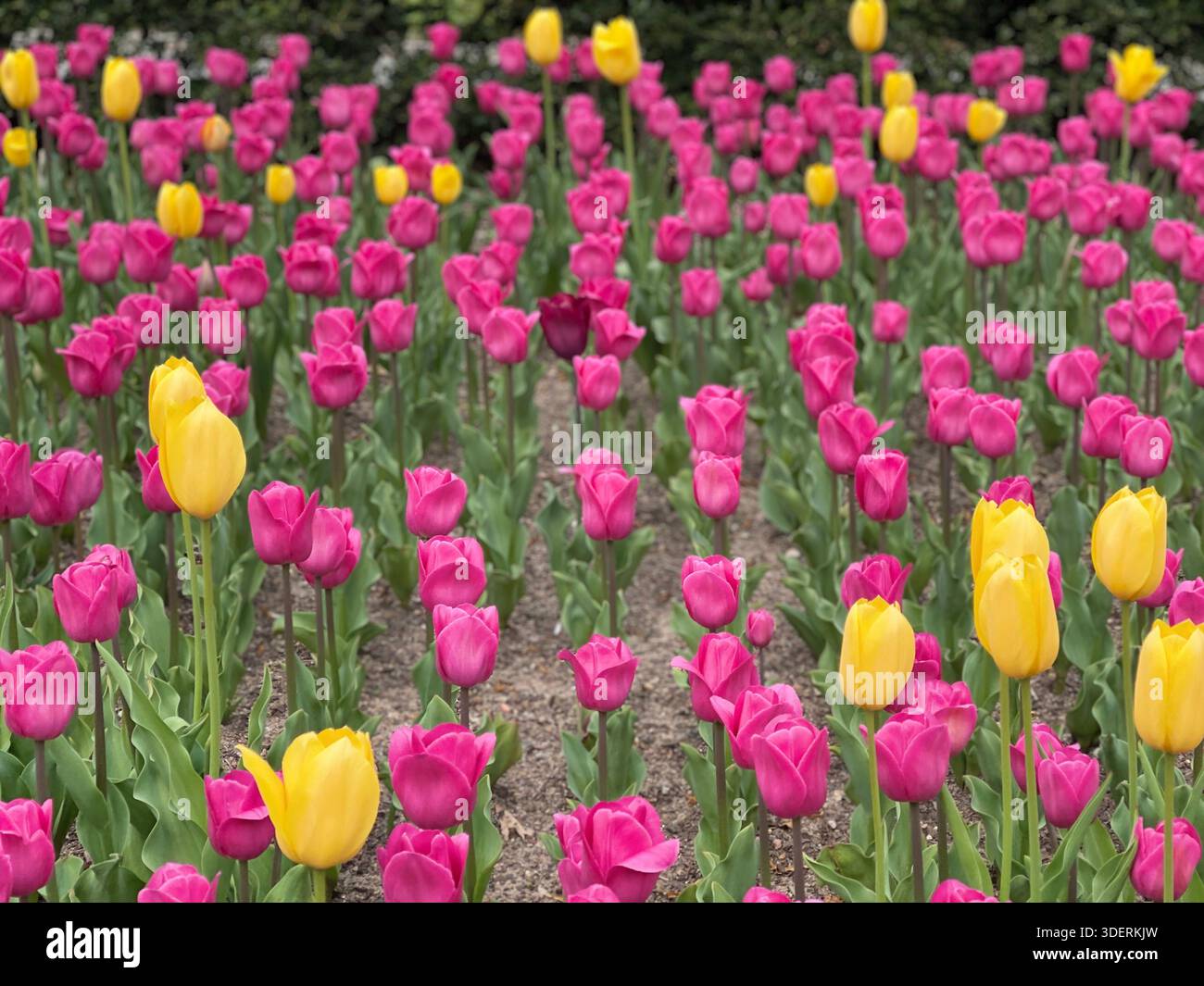Colorful tulips in full bloom, bringing a burst of spring to Central ...