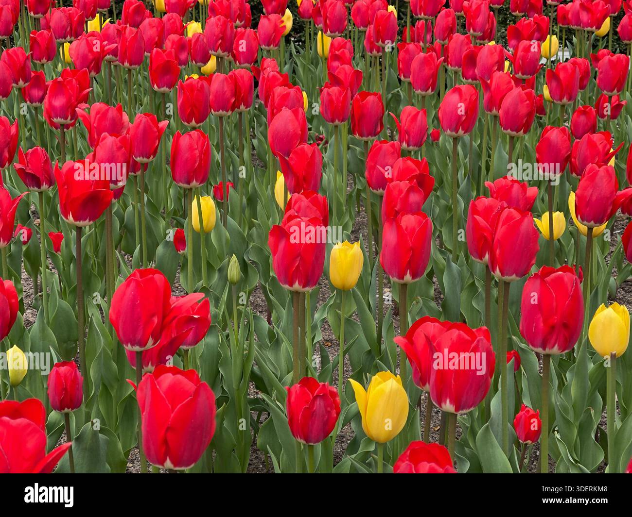 Colorful tulips in full bloom, bringing a burst of spring to Central ...