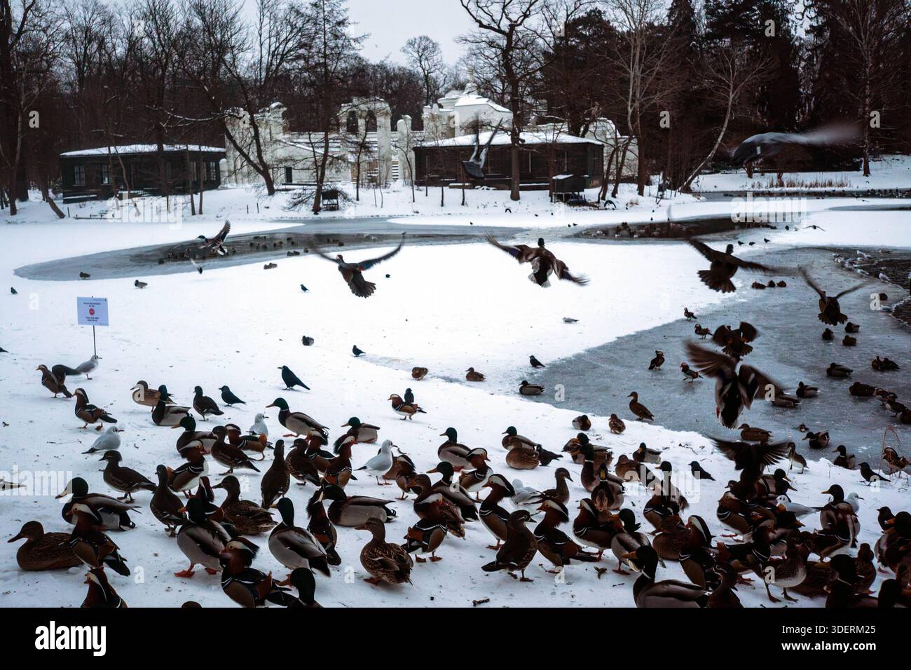 Ducks and pigeons gather on the frozen pond, and the amphitheater is ...